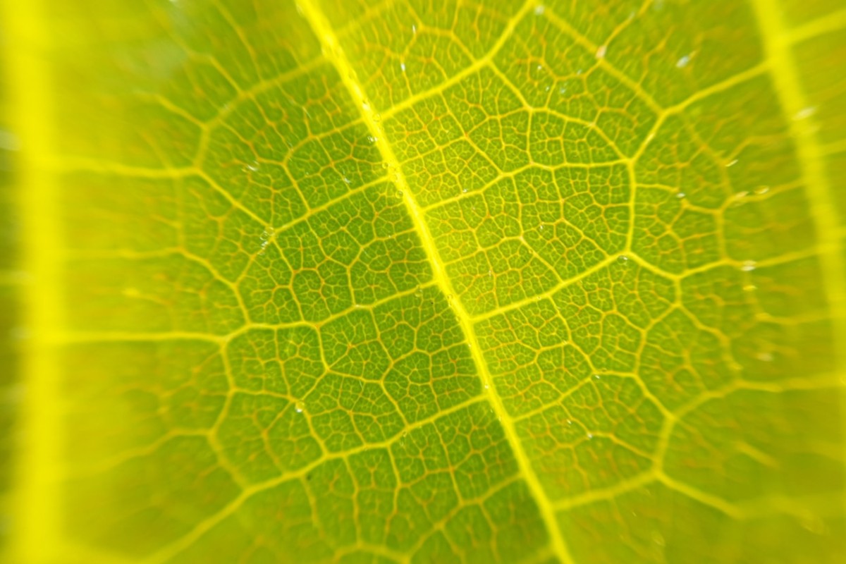 BENU vaistinė – SOS: išsiplėtę kapiliarai